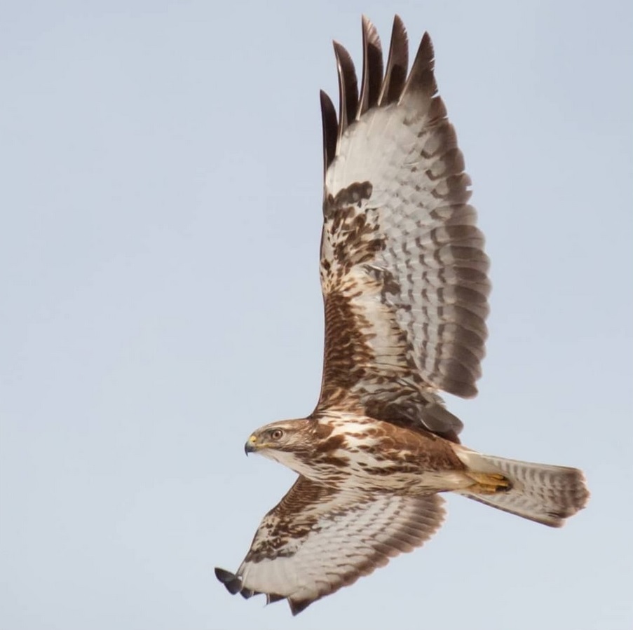 Tra gli Altipiani di Arcinazzo di bianco vestiti – Idee di Viaggio ...