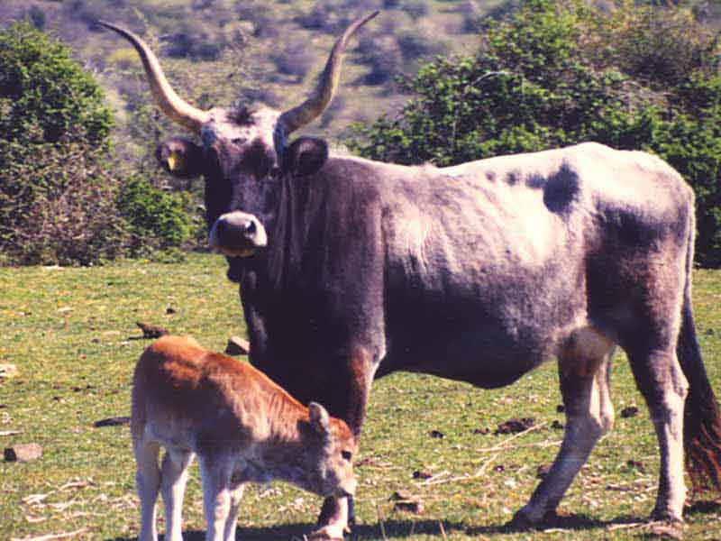 Il Bovino della Maremma Viterbese – VisitLazio