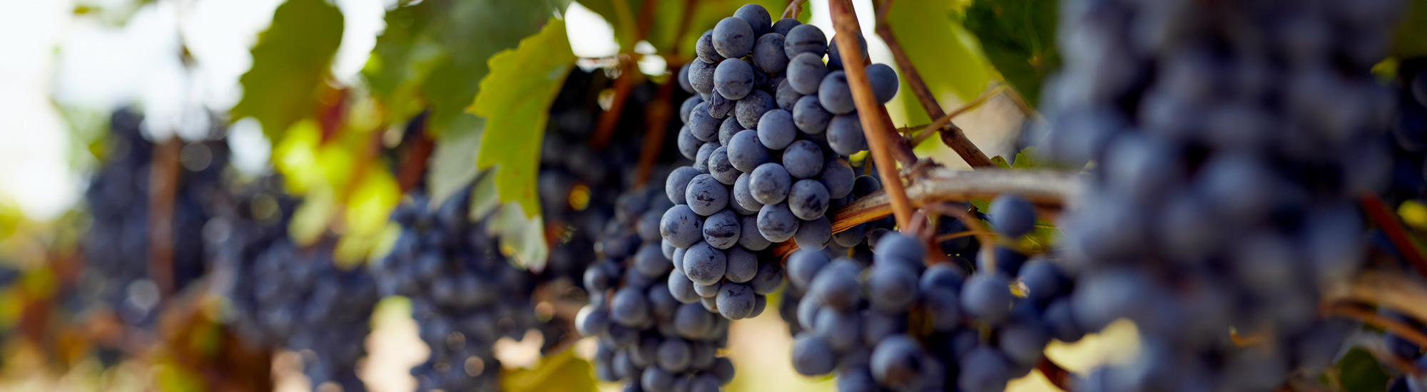 Il Vino dei Colli Etruschi Viterbesi – Enogastronomia –VisitLazio