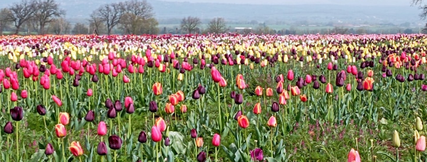 Esplosione di profumi e colori al Tuscia Flower – VisitLazio