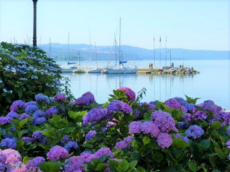 Festa delle Ortensie a Bolsena – VisitLazio