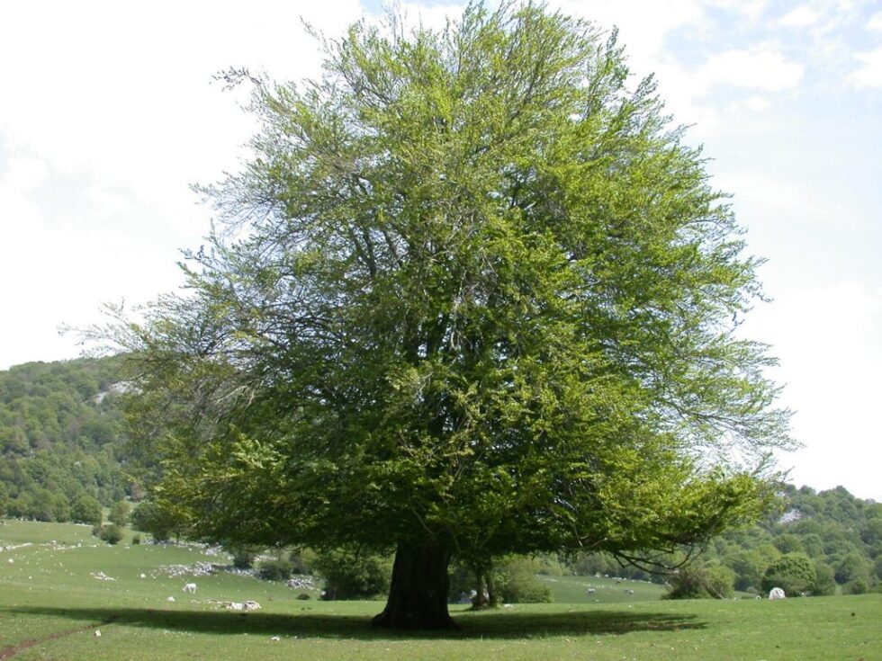 Parco Naturale Regionale dei Monti Lucretili – VisitLazio