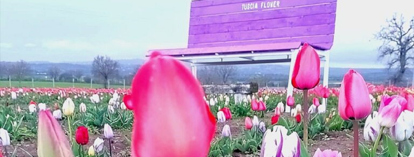 La fioritura dei tulipani al Tuscia Flower – VisitLazio
